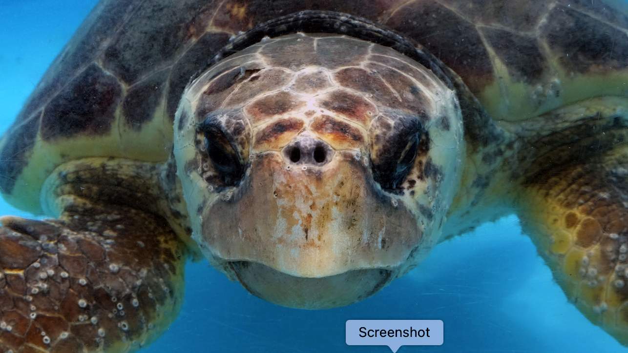 Enormous Loggerhead Turtle poses for underwater film!